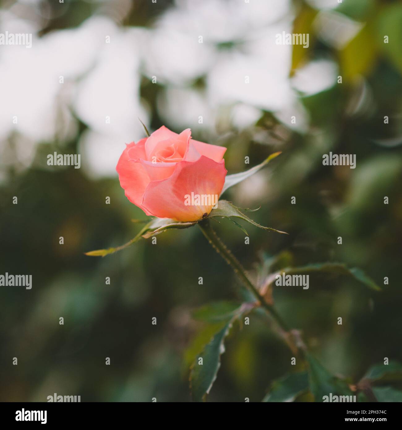 Magnified image hi-res stock photography and images - Alamy