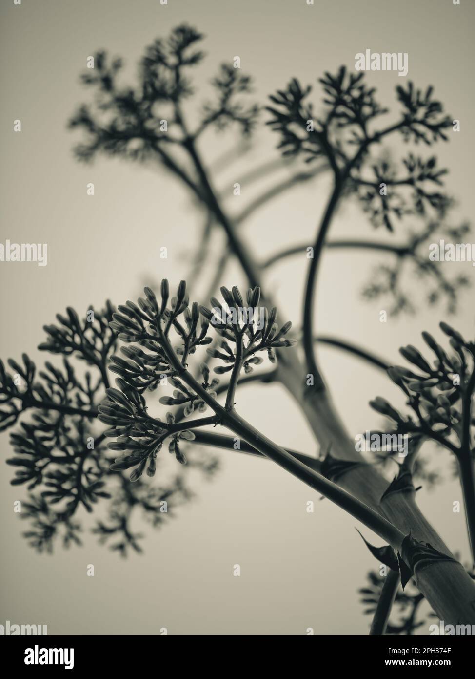 american agave flower Stock Photo - Alamy