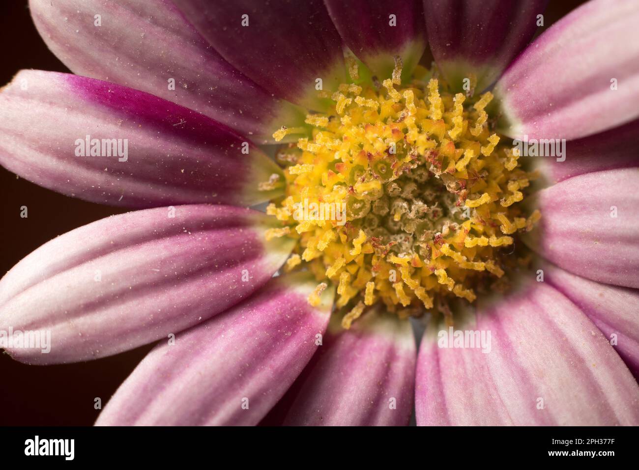 Daisy stamens hi-res stock photography and images - Alamy