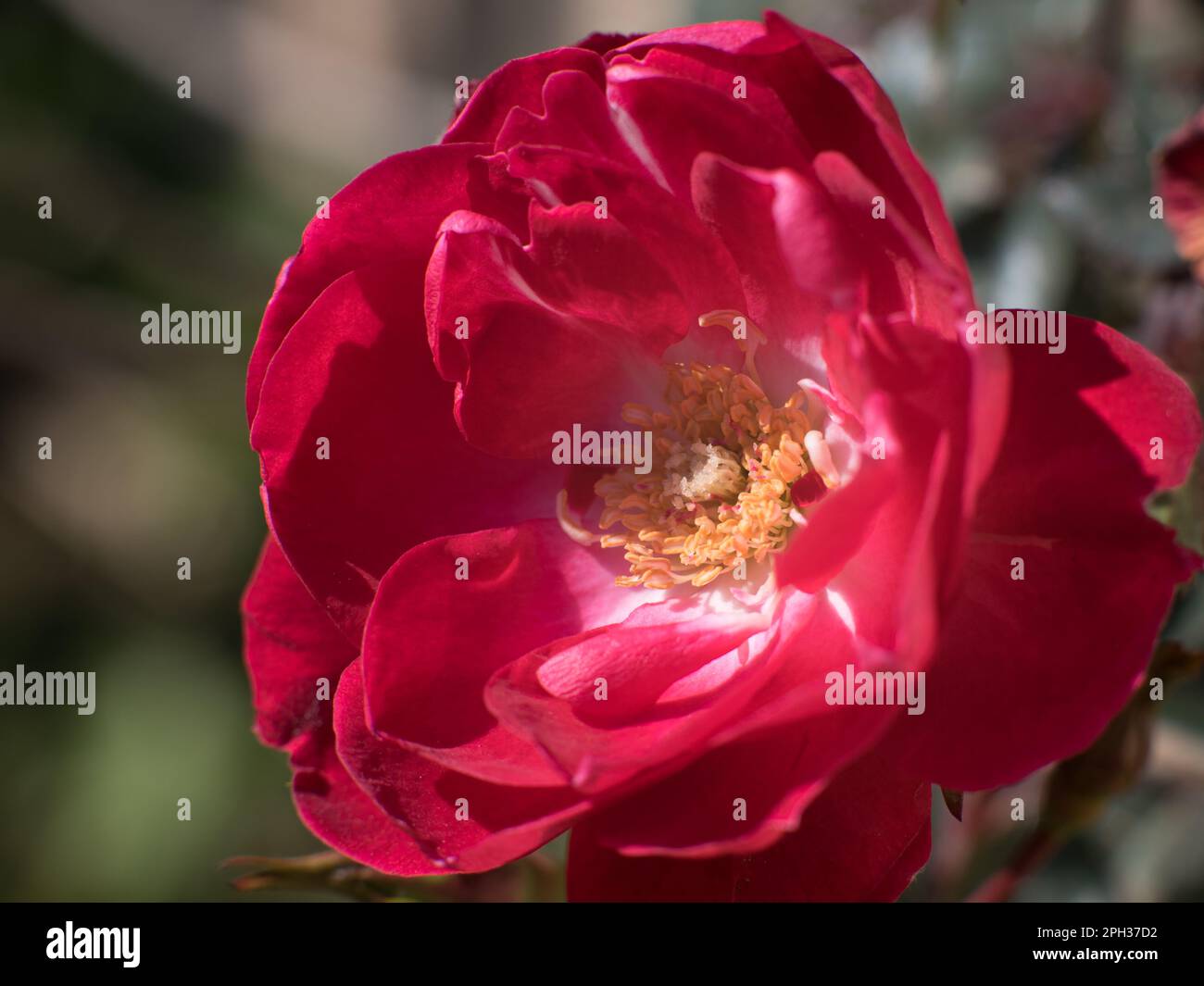 red velvet mature rose Stock Photo - Alamy