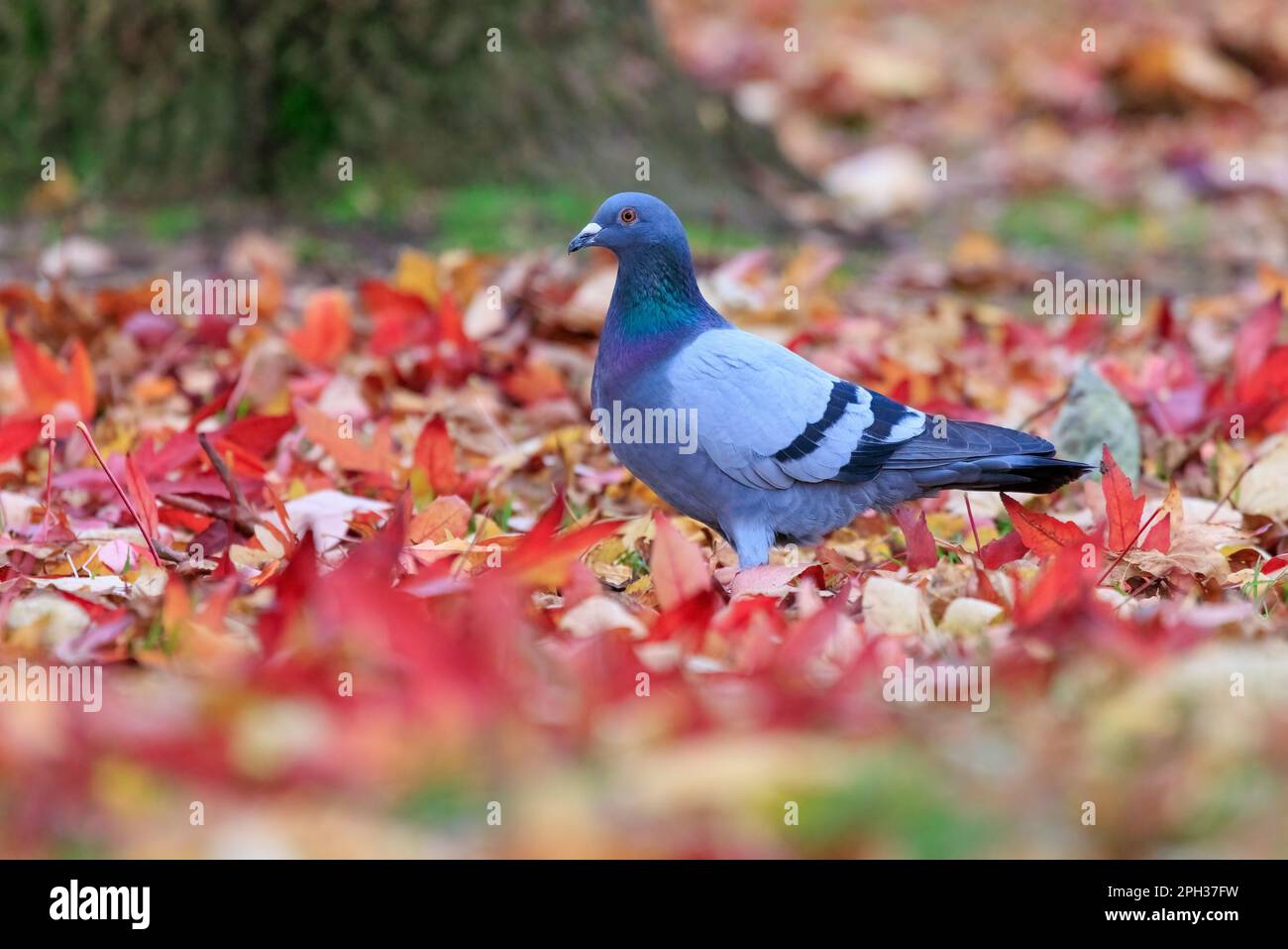 Feral Pigeon [ Columba livia domestica ] in town park on the ground ...