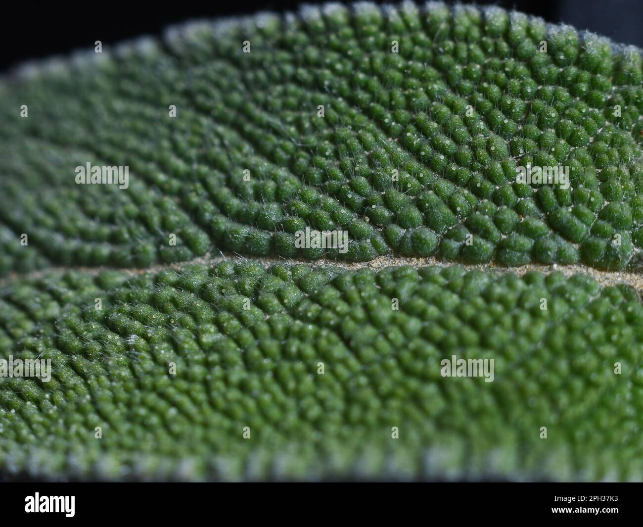 sage leaf macro magnified image showing microstructure of the leaf ...