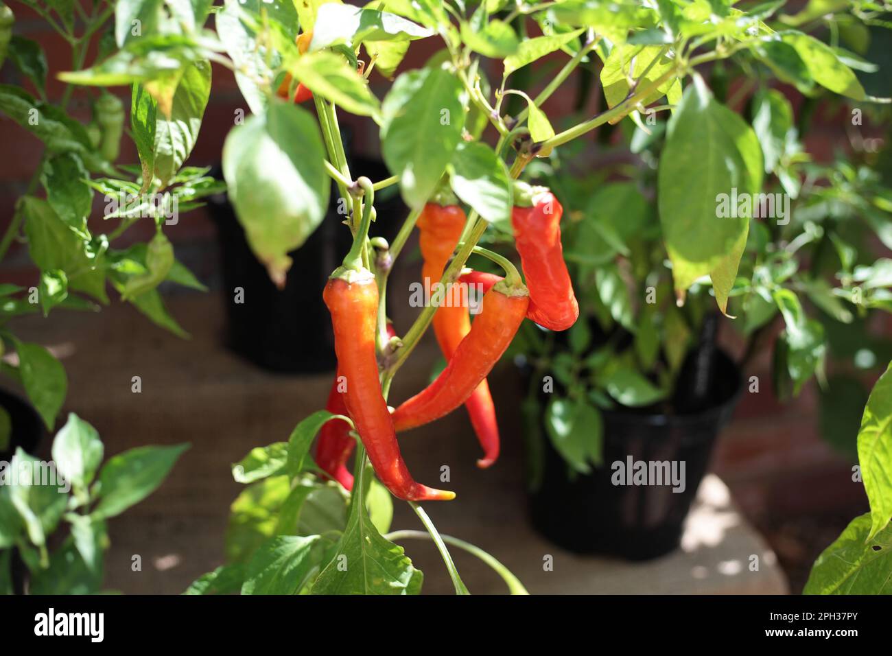 Chillies growing hi-res stock photography and images - Alamy