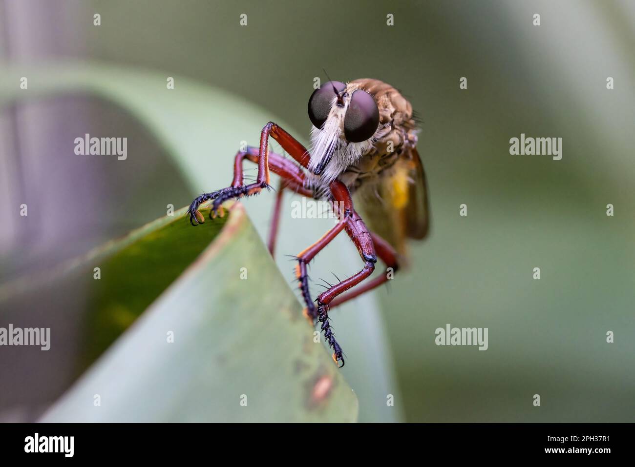 Australian Robber or Assassin Fly Stock Photo - Alamy