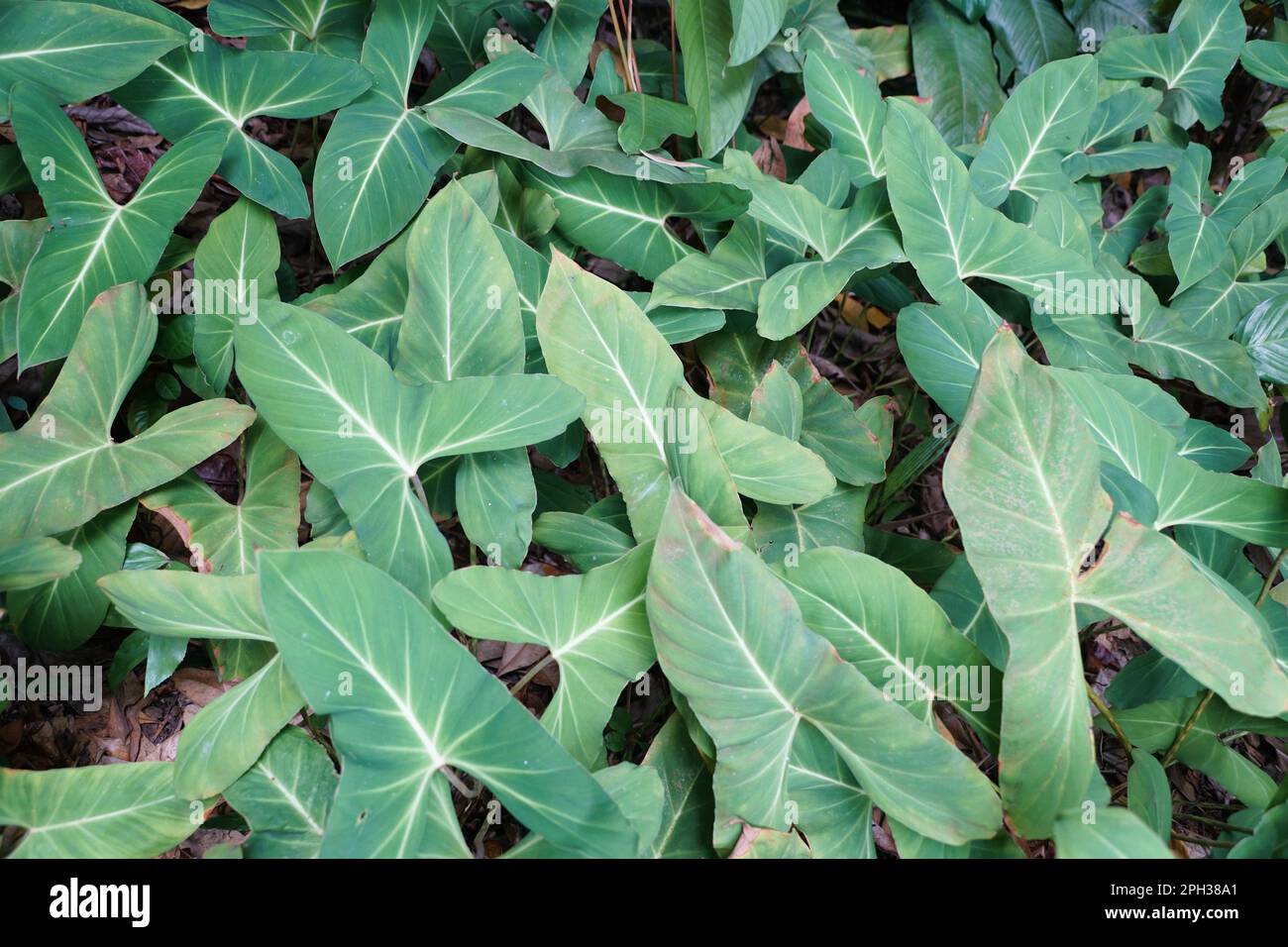 Beautiful green leaves of Adelonema Crinipes, a neotropical aroid ...