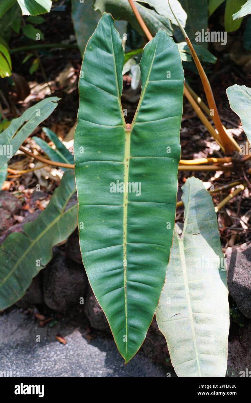 A large and rippled green leaf of Philodendron Billietiae, a rare ...