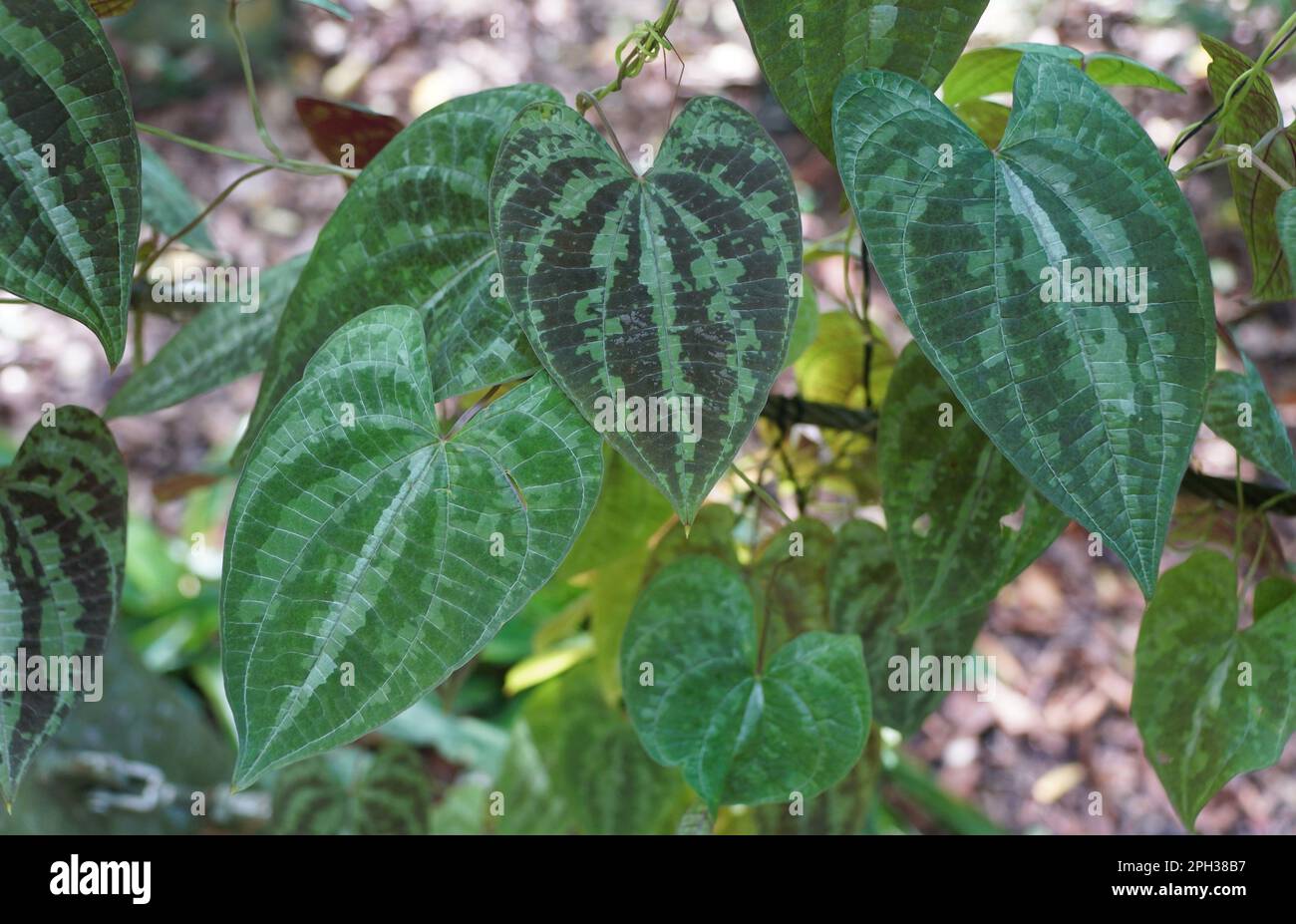 Beautiful leaves pattern of Dioscorea Dodecaneura Stock Photo - Alamy