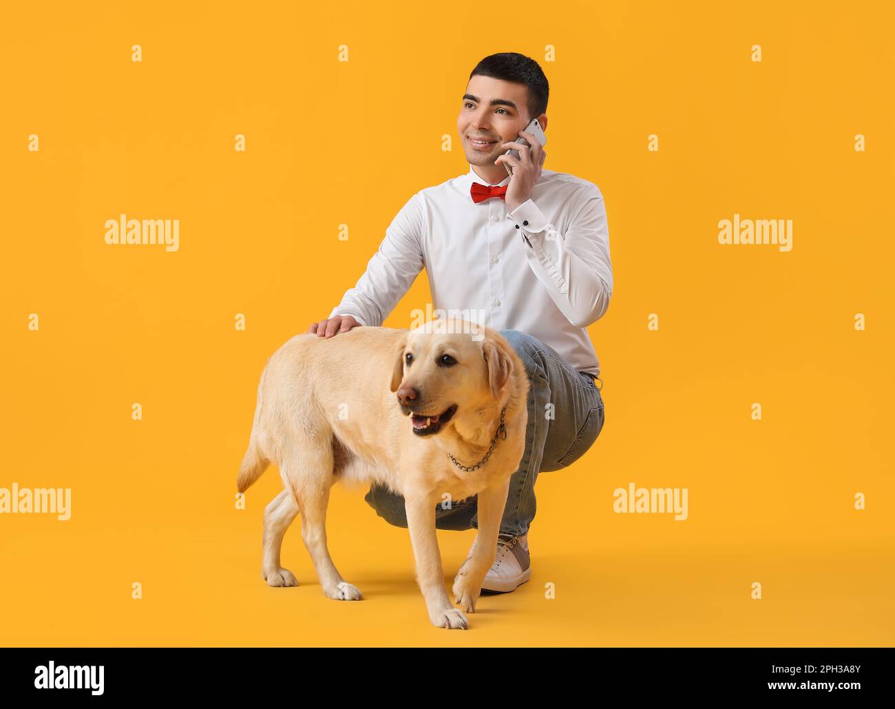 Handsome yellow labrador retriever hi-res stock photography and images ...