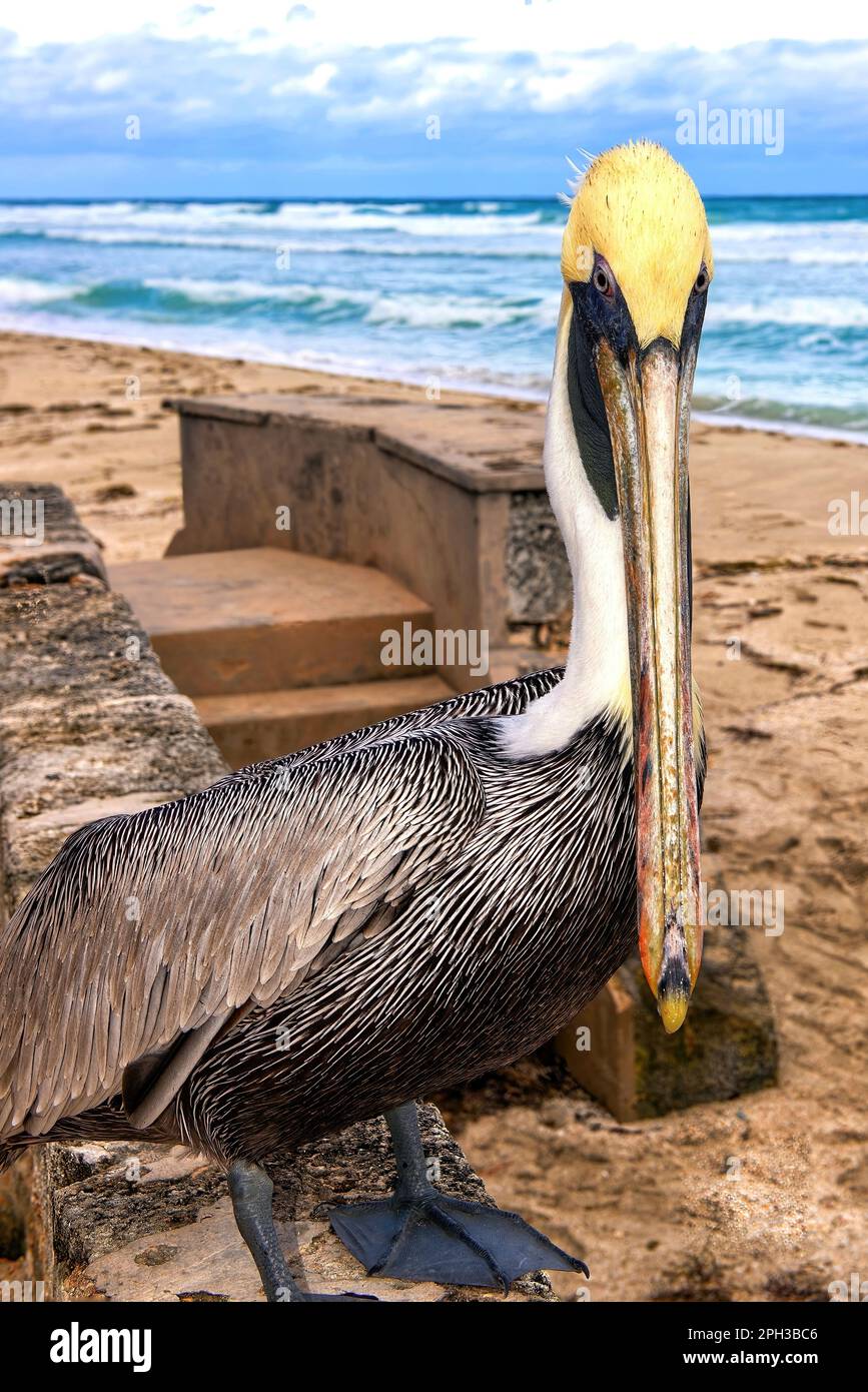 Pelican looks at camera. Atlantic Ocean in Cuba in background Stock ...