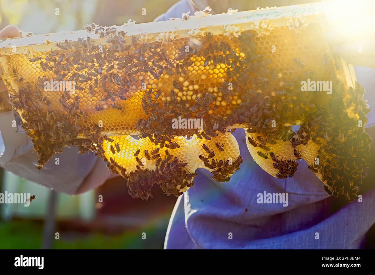 burr comb with honey. Chronicles of nature: beekeeper in the apiary ...
