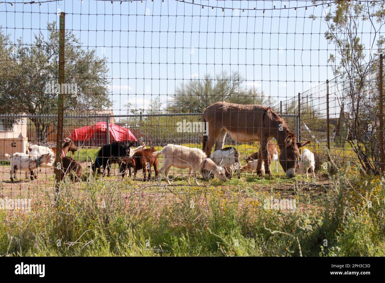 Arizona lamb hi-res stock photography and images - Alamy