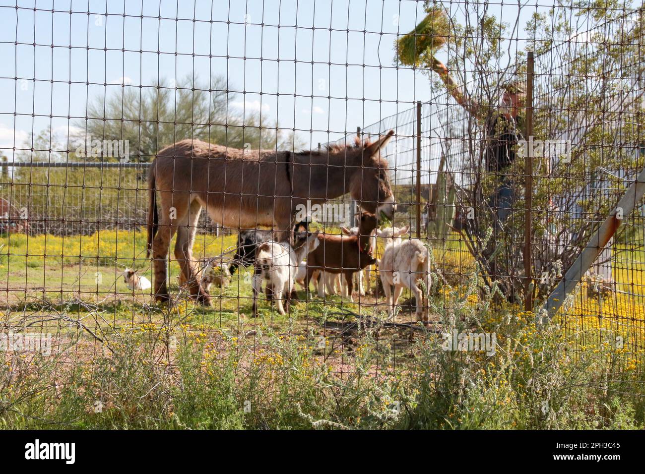Arizona lamb hi-res stock photography and images - Alamy
