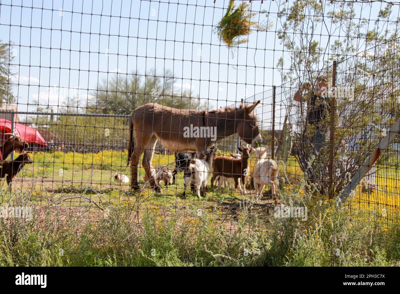 Arizona lamb hi-res stock photography and images - Alamy