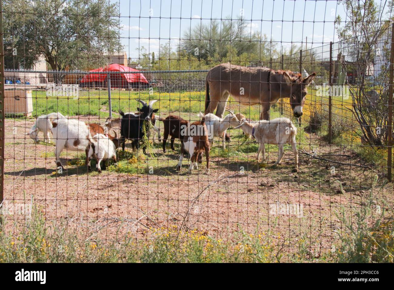 Apache Junction, Arizona Stock Photo - Alamy