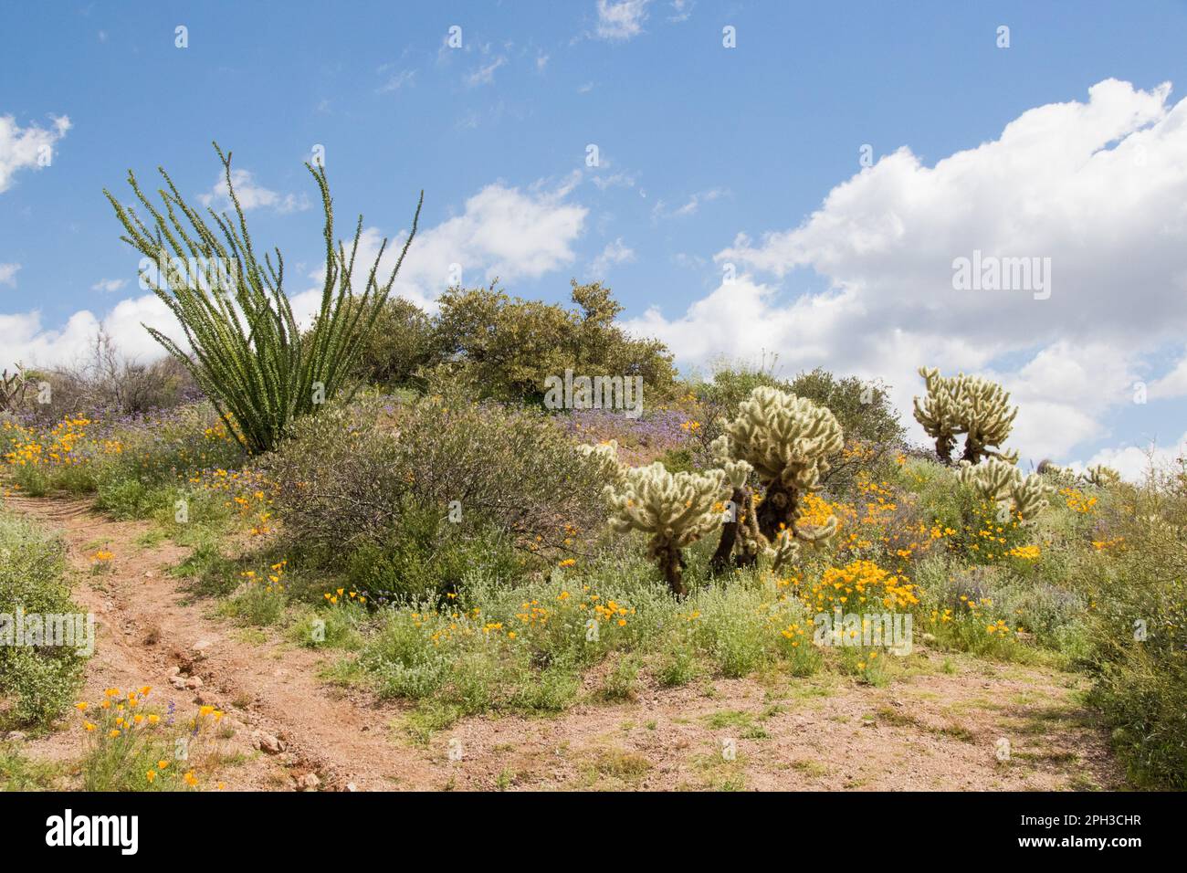 Lost Dutchman State Park in Apache Junction, Arizona Stock Photo - Alamy