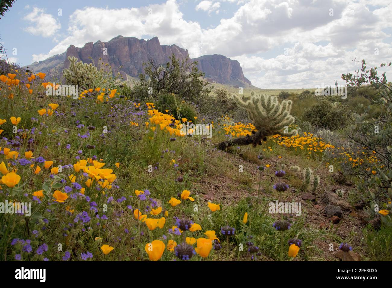 Arizona wildflowers hi-res stock photography and images - Alamy