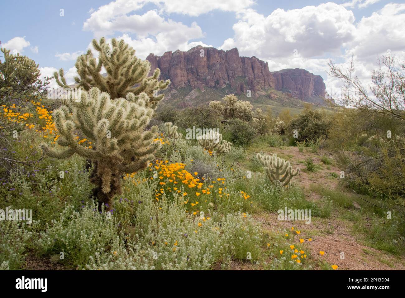 Super bloom at Lost Dutchman State Park in Apache Junction, Arizona ...