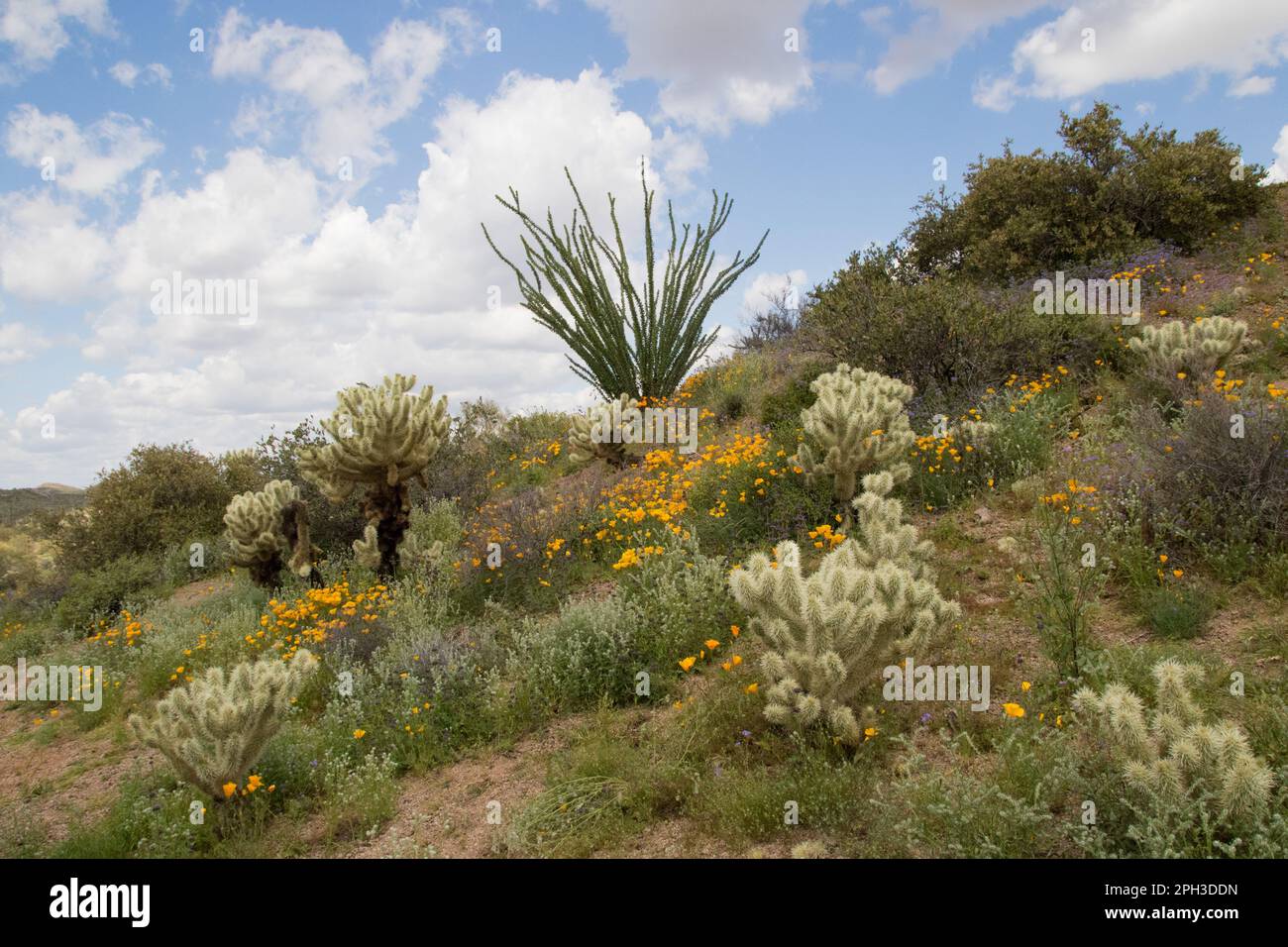 Super bloom at Lost Dutchman State Park in Apache Junction, Arizona ...