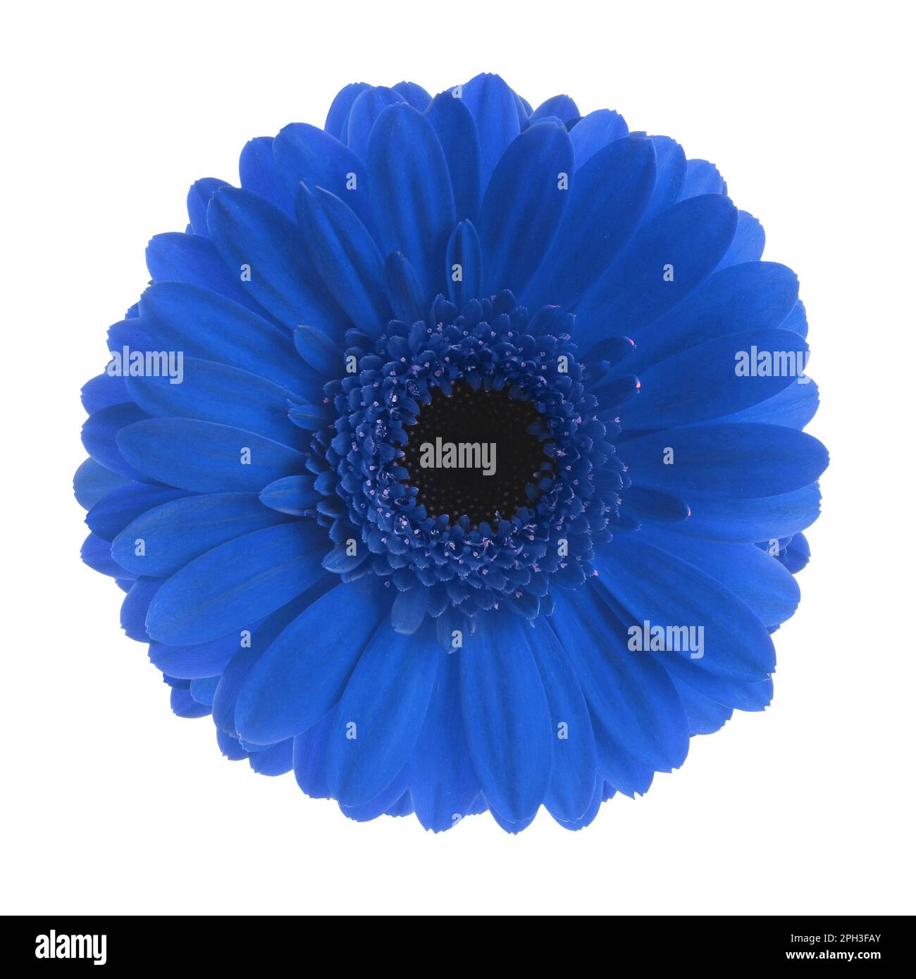 Beautiful blue gerbera flower on white background Stock Photo - Alamy