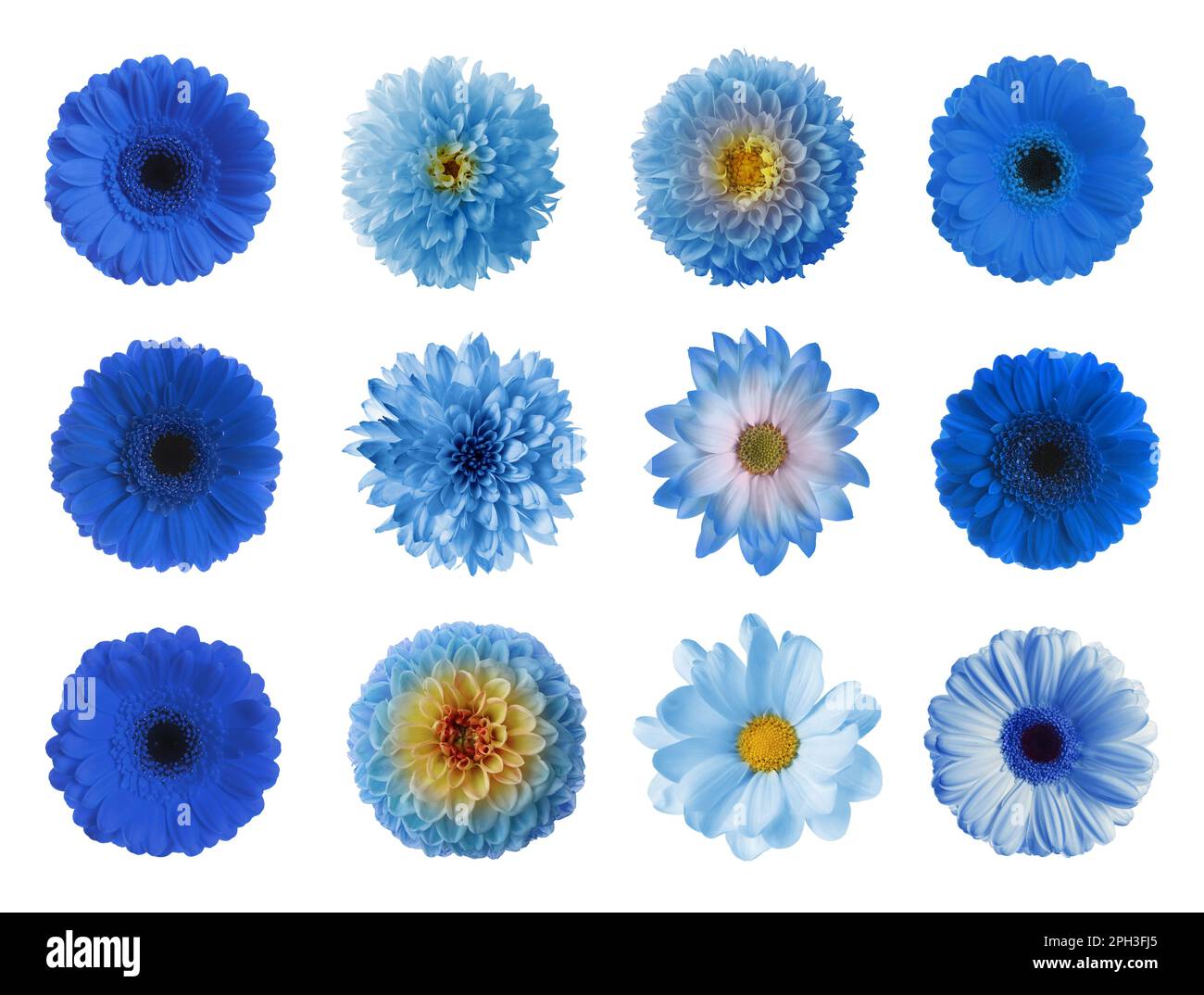 Beautiful Blue And White Flowers