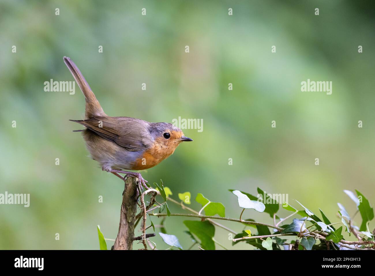 Flight stick bird hi-res stock photography and images - Alamy