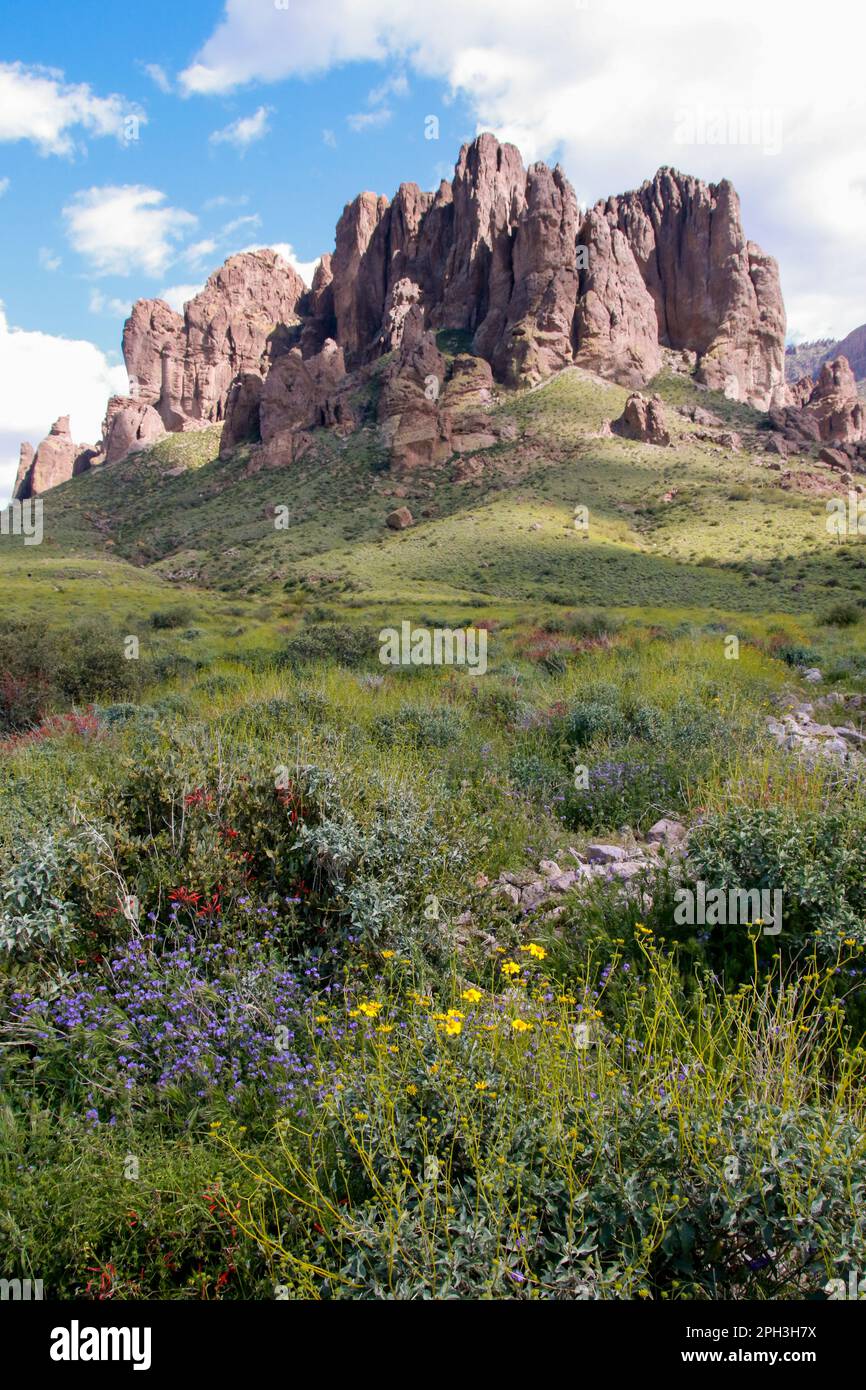 Super bloom at Lost Dutchman State Park in Apache Junction, Arizona ...
