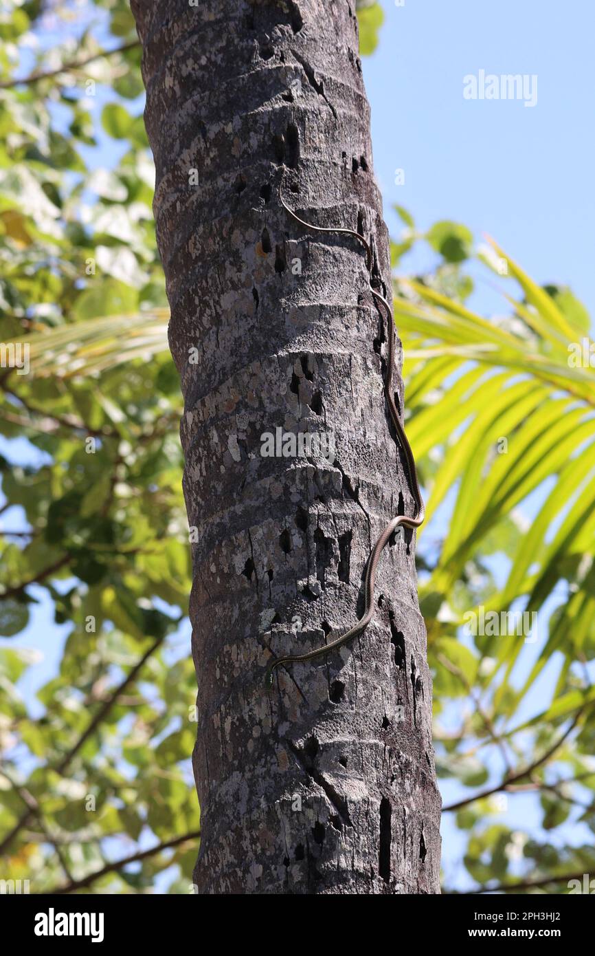 Beautiful rat snake coming down a palm tree Stock Photo - Alamy