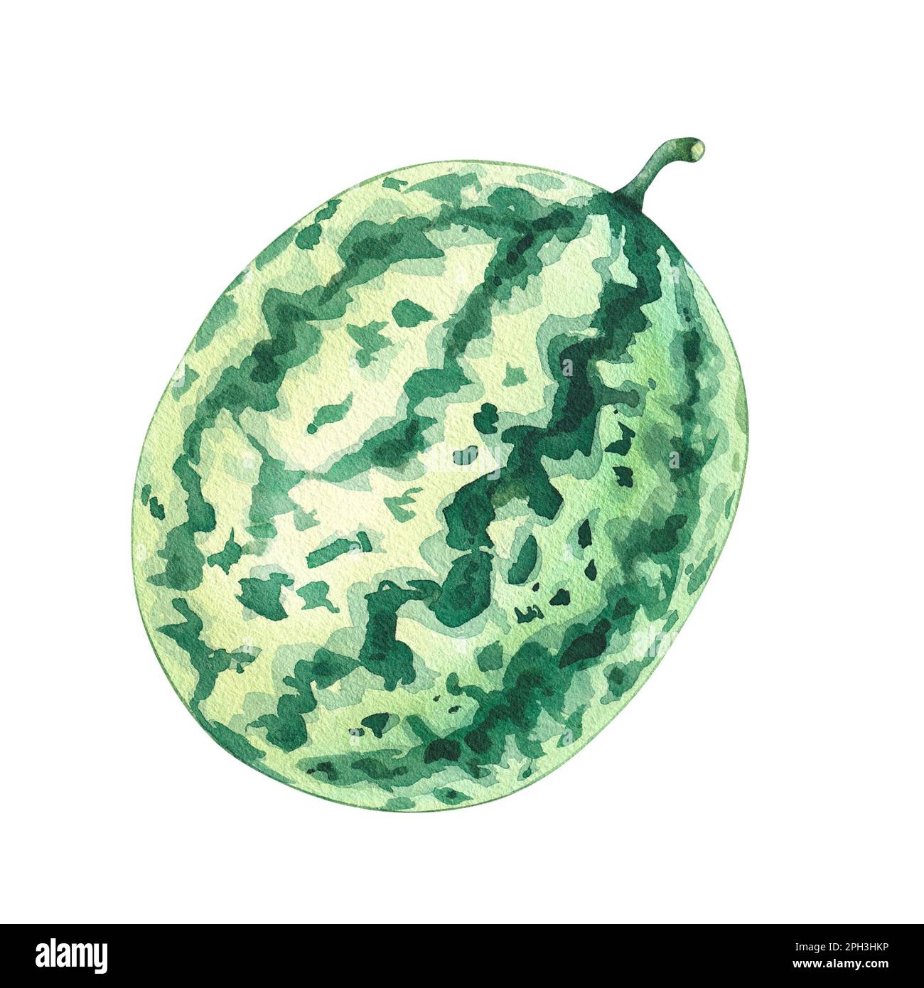 Watercolor green watermelon on a white background. Isolated ...