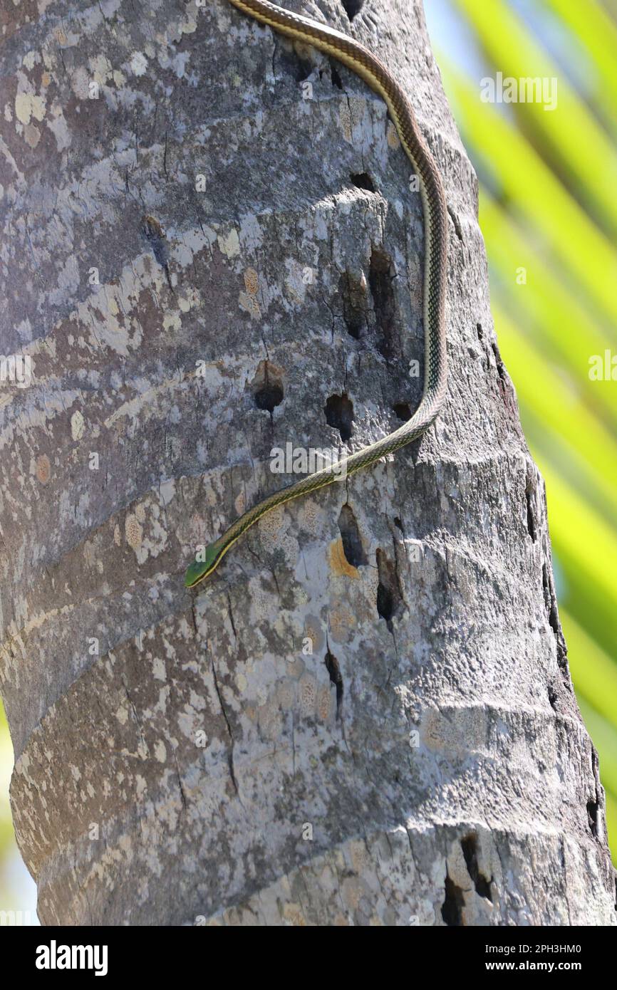 Beautiful rat snake coming down a palm tree Stock Photo - Alamy