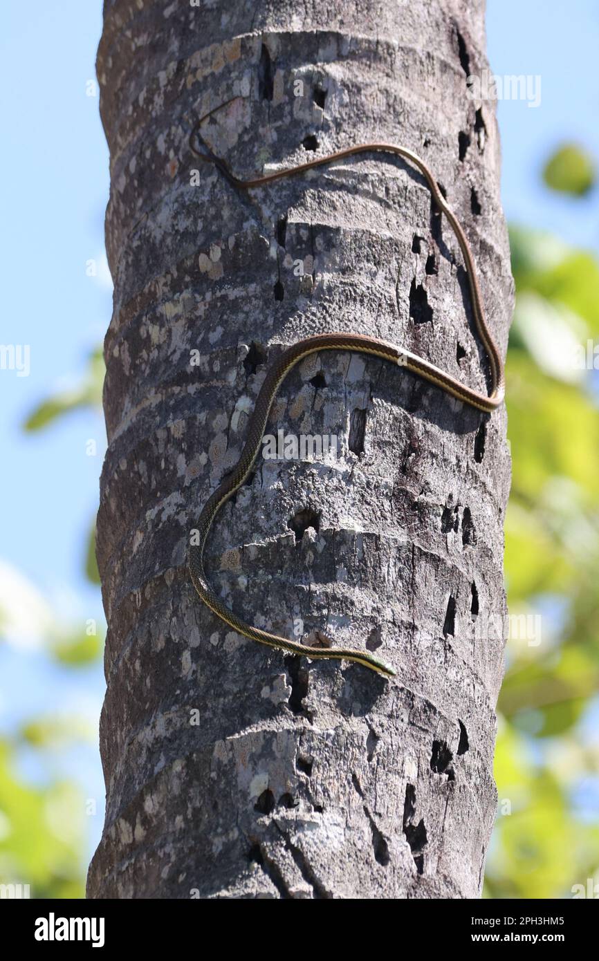 Cave rat snake hi-res stock photography and images - Alamy
