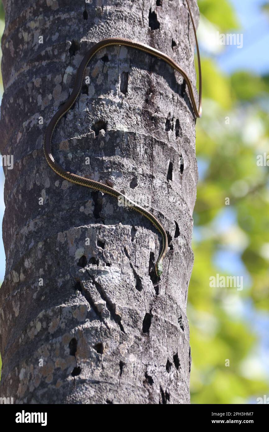 Beauty snake elaphe taeniura hi-res stock photography and images - Alamy