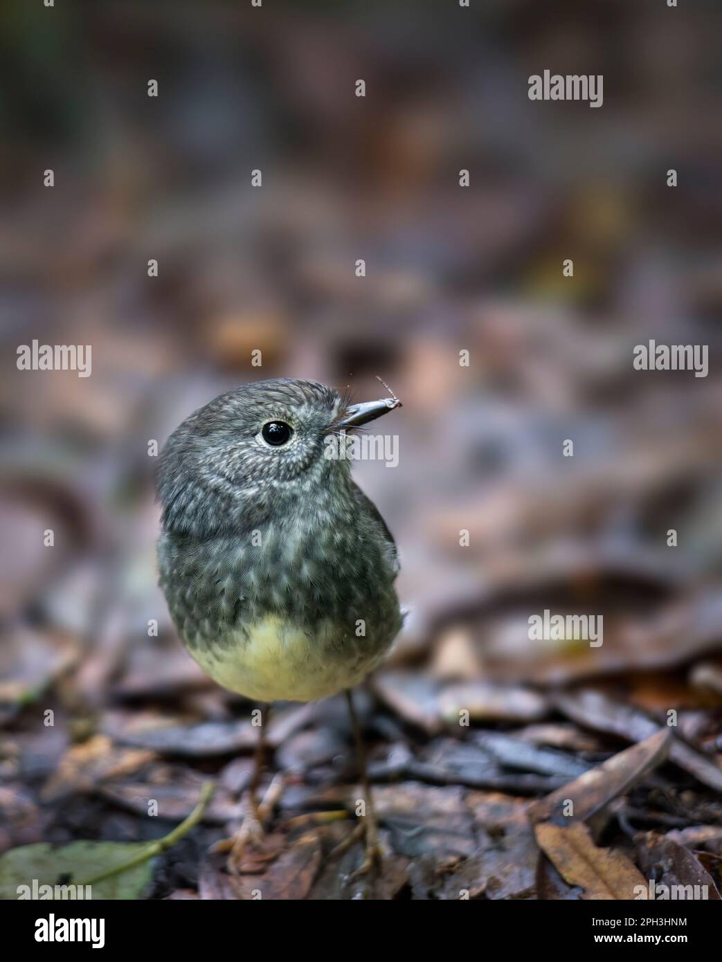 The North Island robin, also known as toutouwai, is a friendly and ...