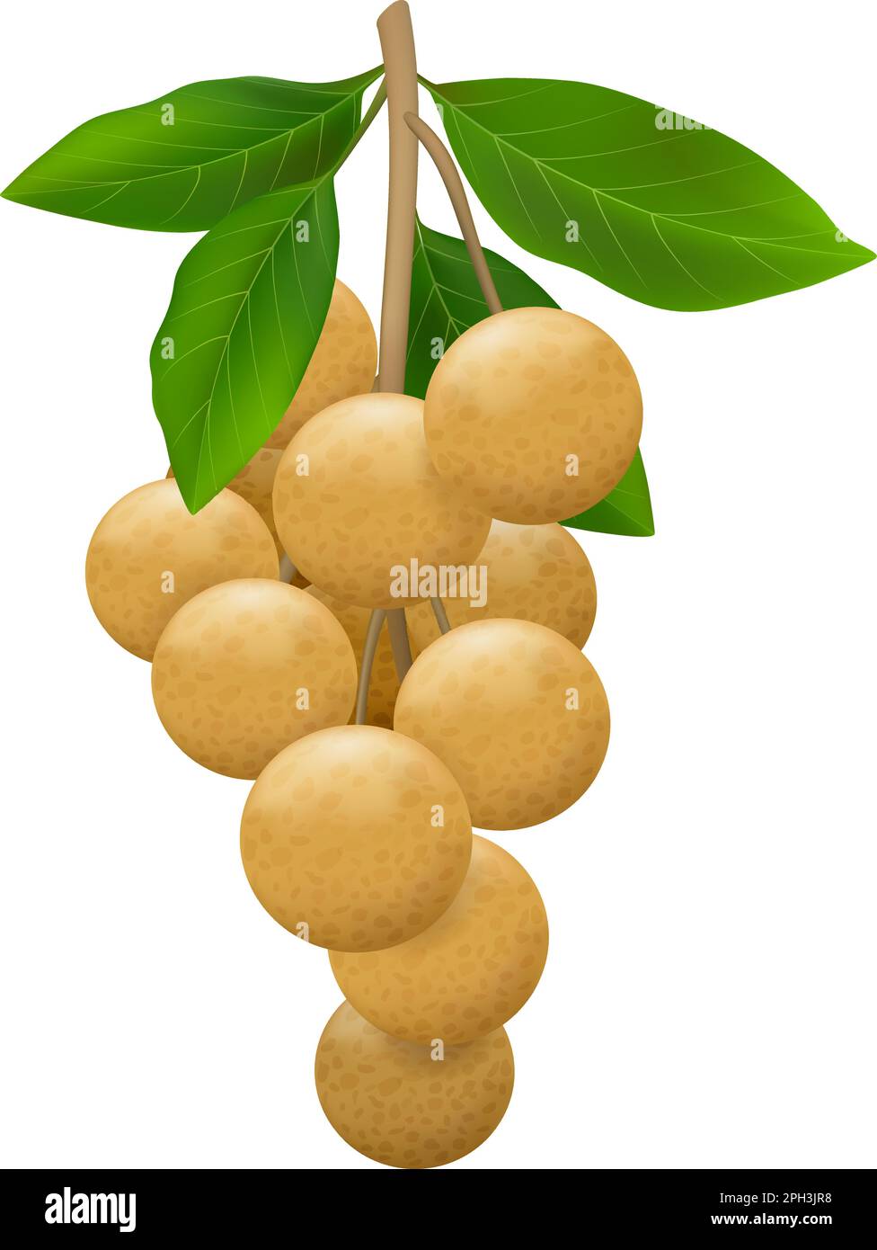 Dragons eye bunch Stock Vector Image & Art - Alamy