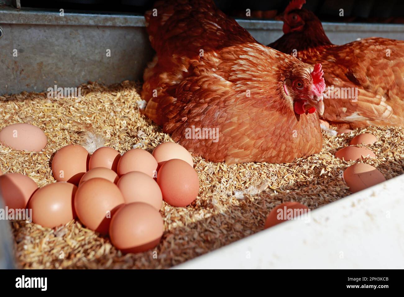 22 March 2023, Saxony-Anhalt, Neinstedt: Laying hens sit in the mobile ...