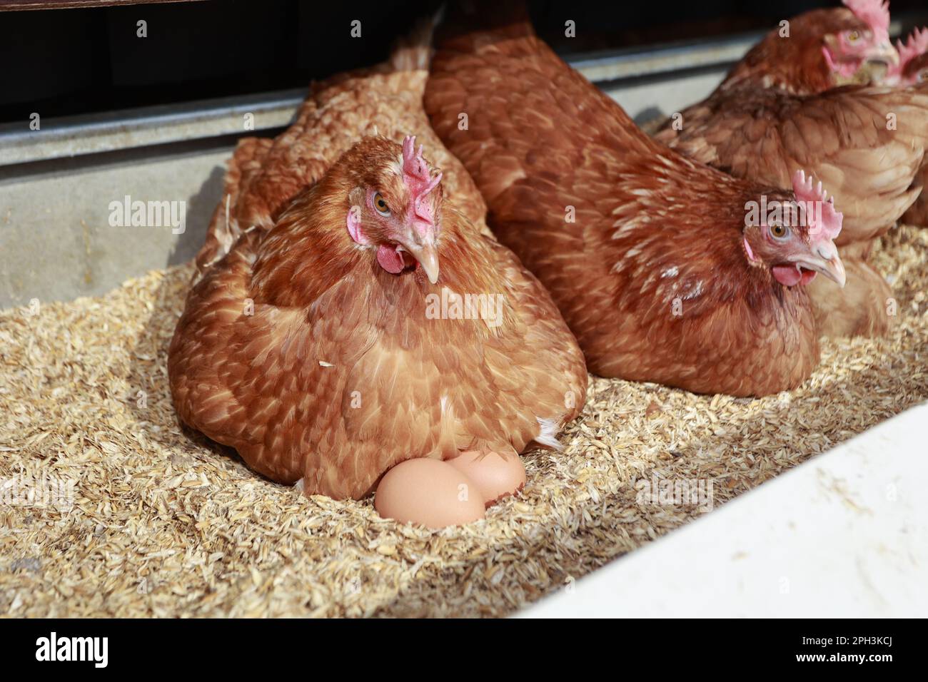 22 March 2023, Saxony-Anhalt, Neinstedt: Laying hens sit in the mobile ...