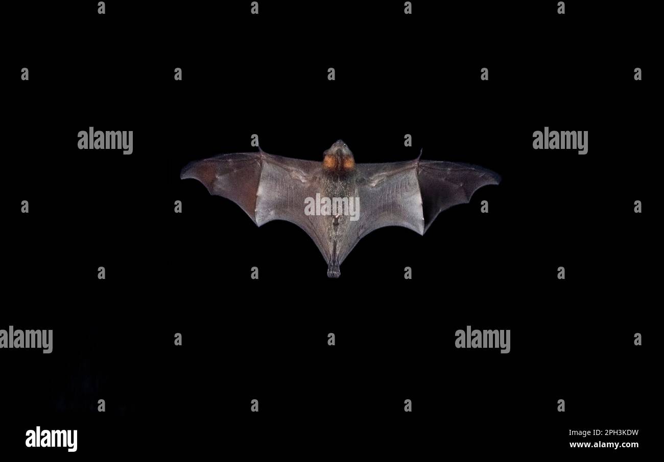 Grey headed flying fox bat flying at night Stock Photo - Alamy