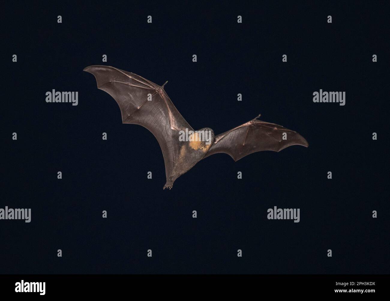 Grey headed flying fox bat flying at night Stock Photo - Alamy