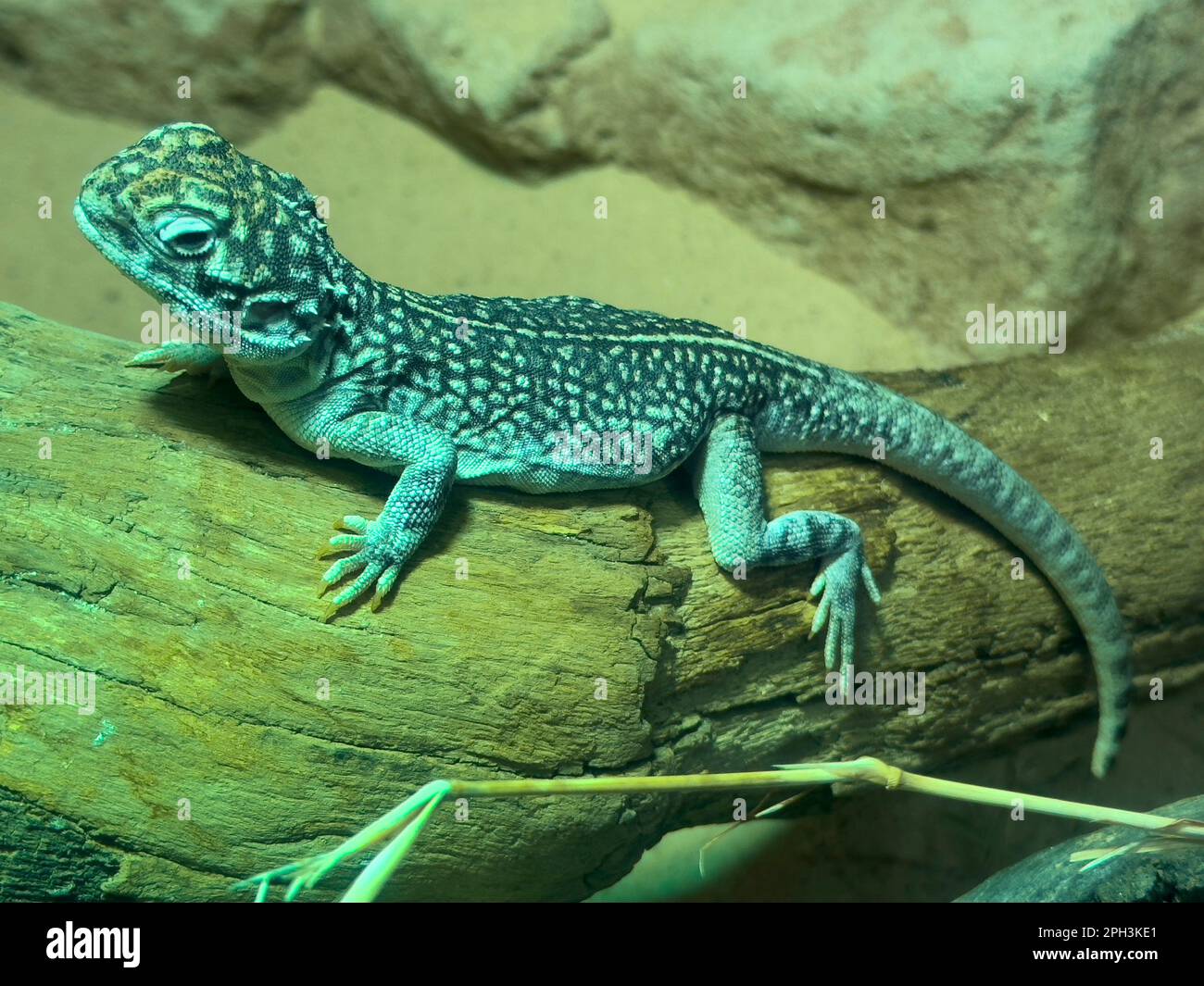 Central netted dragon hi-res stock photography and images - Alamy