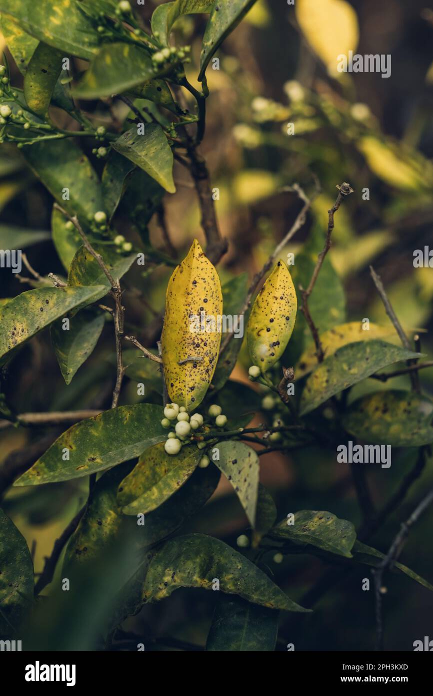 Citrus leaf infection hi-res stock photography and images - Alamy