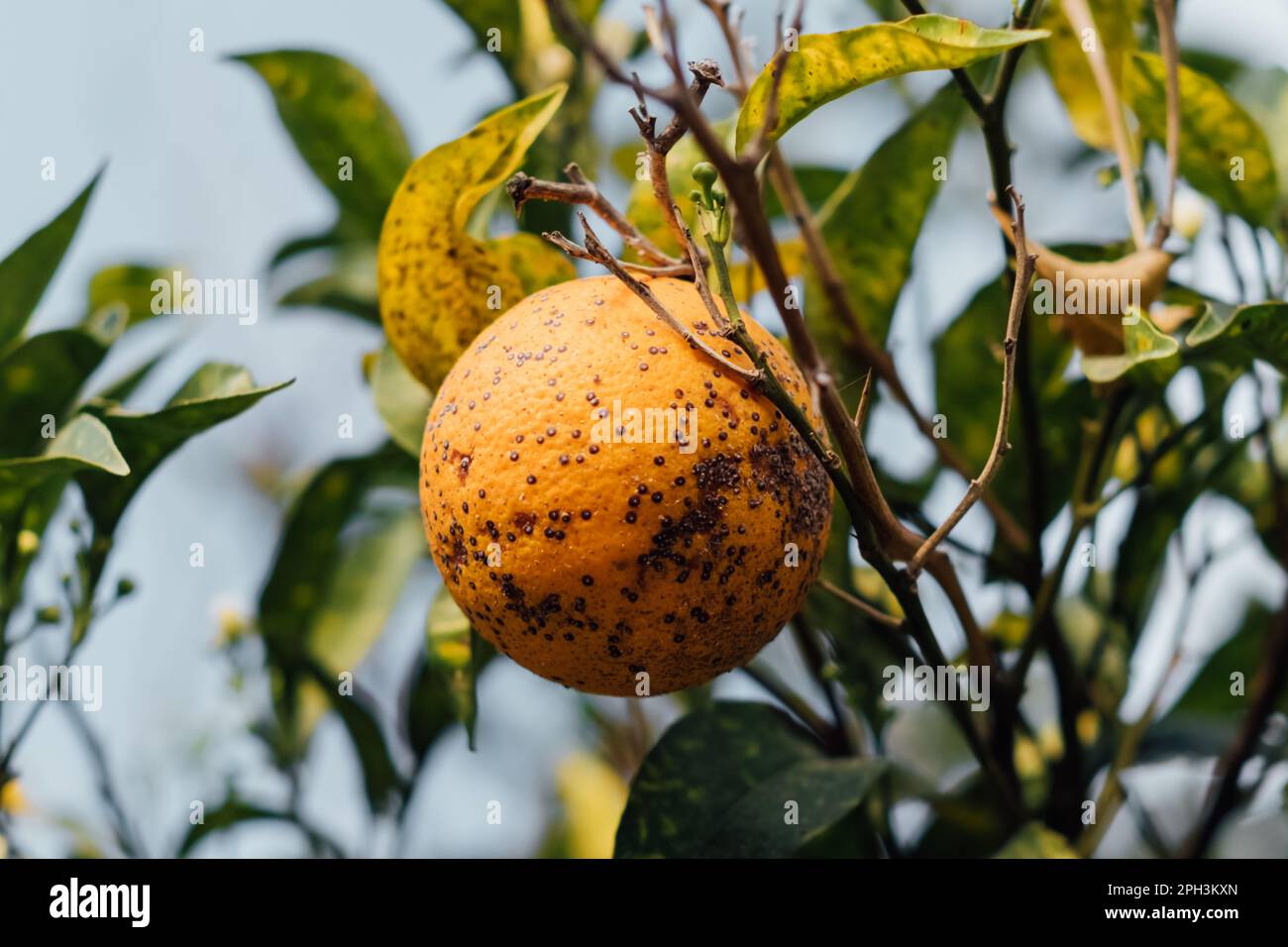 Citrus leaf infection hi-res stock photography and images - Alamy
