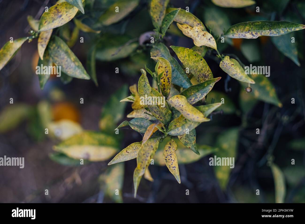 Citrus leaf infection hi-res stock photography and images - Alamy