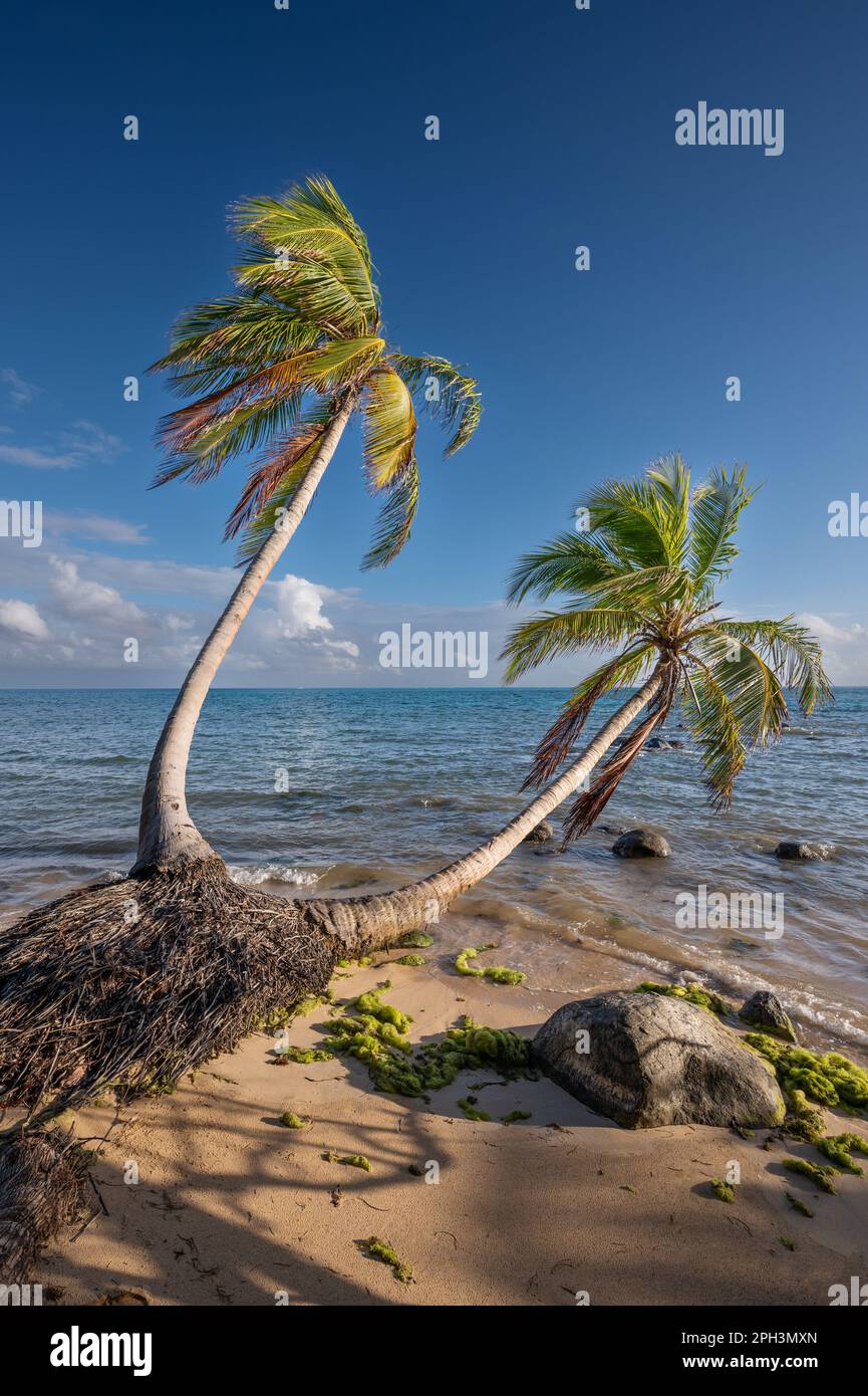 Lonely plam tree on island beach in blue sky background Stock Photo - Alamy