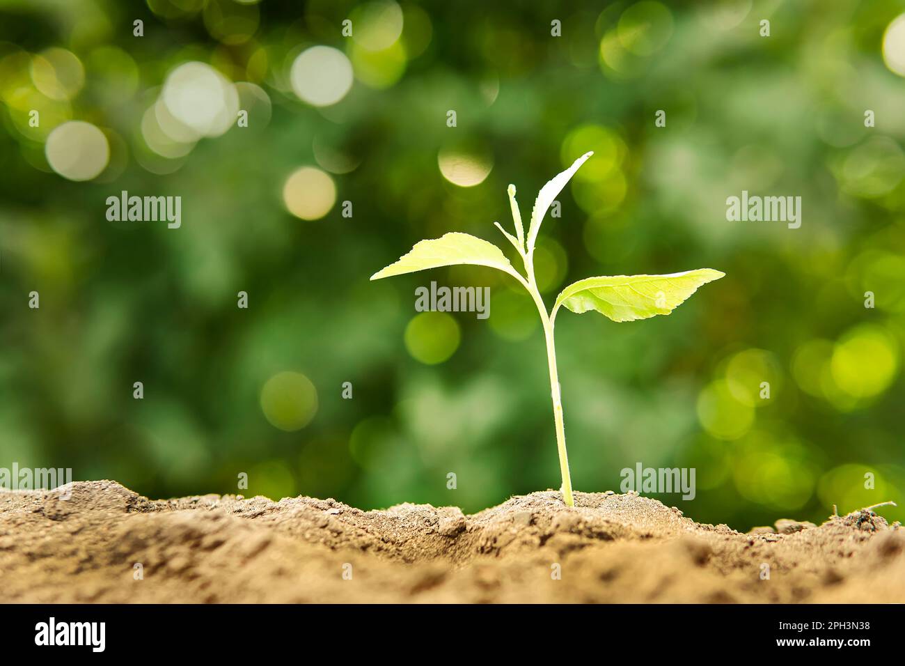 green sprout growing in nature in morning light. sprouted plant in the sunlight in early spring ...