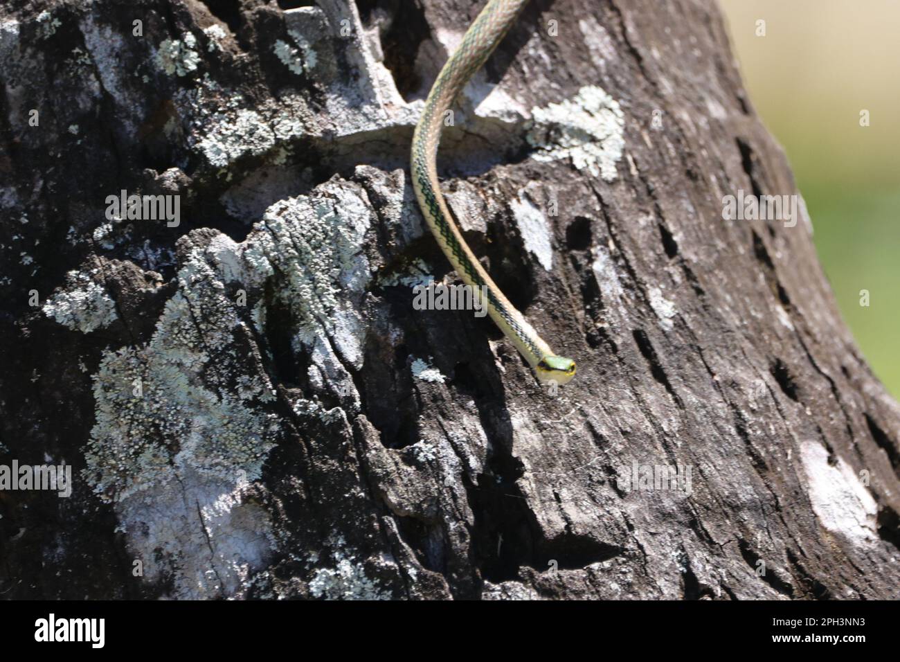 Cave rat snake hi-res stock photography and images - Alamy