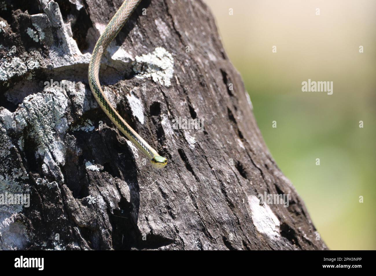 Beautiful rat snake coming down a palm tree Stock Photo - Alamy