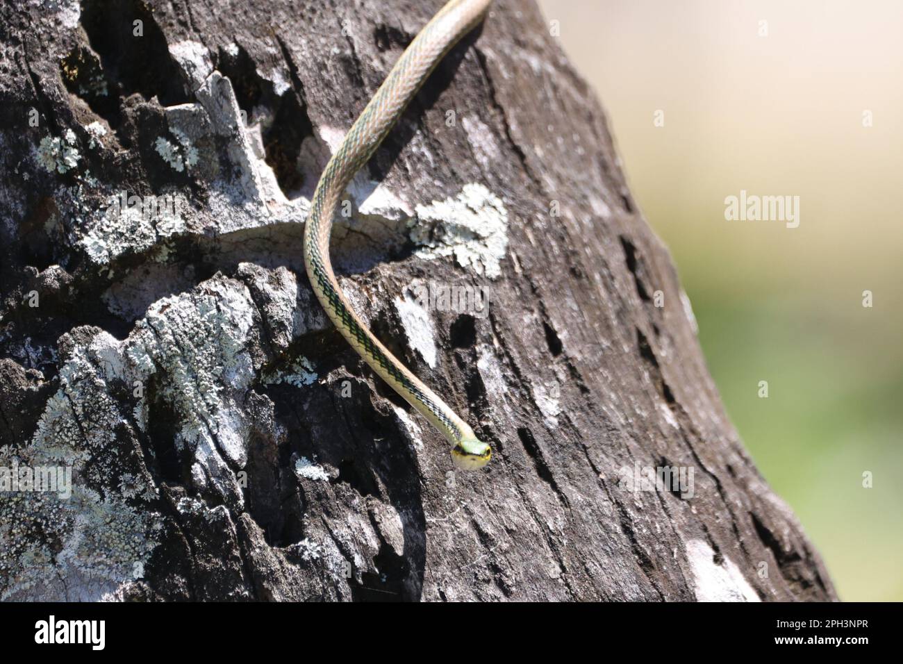 Beautiful rat snake coming down a palm tree Stock Photo - Alamy