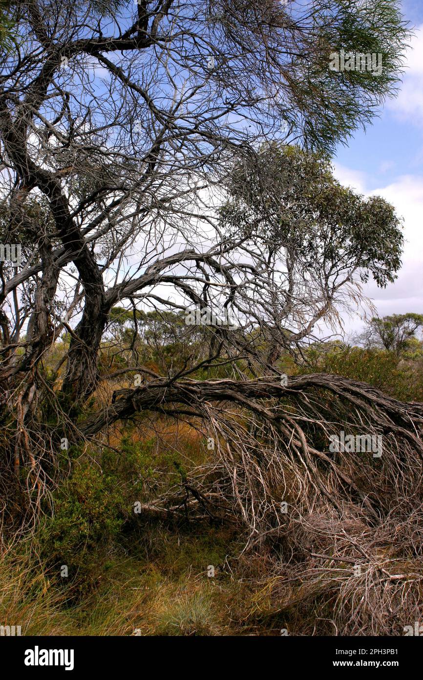 Tree and vegetation, Southwest Australia Stock Photo - Alamy