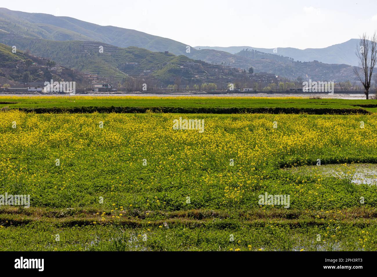 Field of mustard flowers in springtime hi-res stock photography and ...