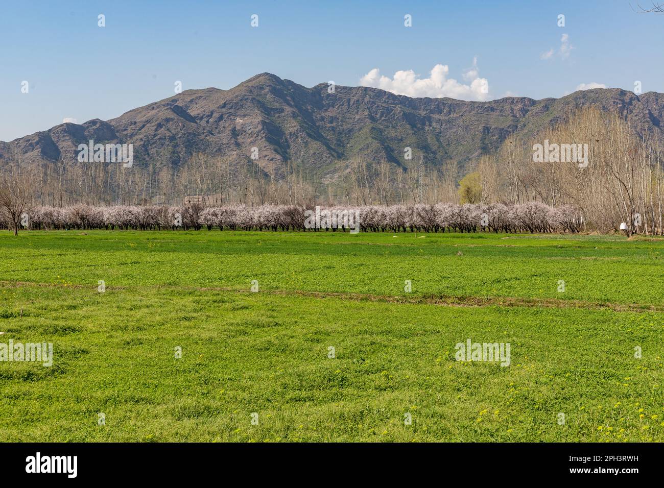 Apricot in pakistan hi-res stock photography and images - Alamy