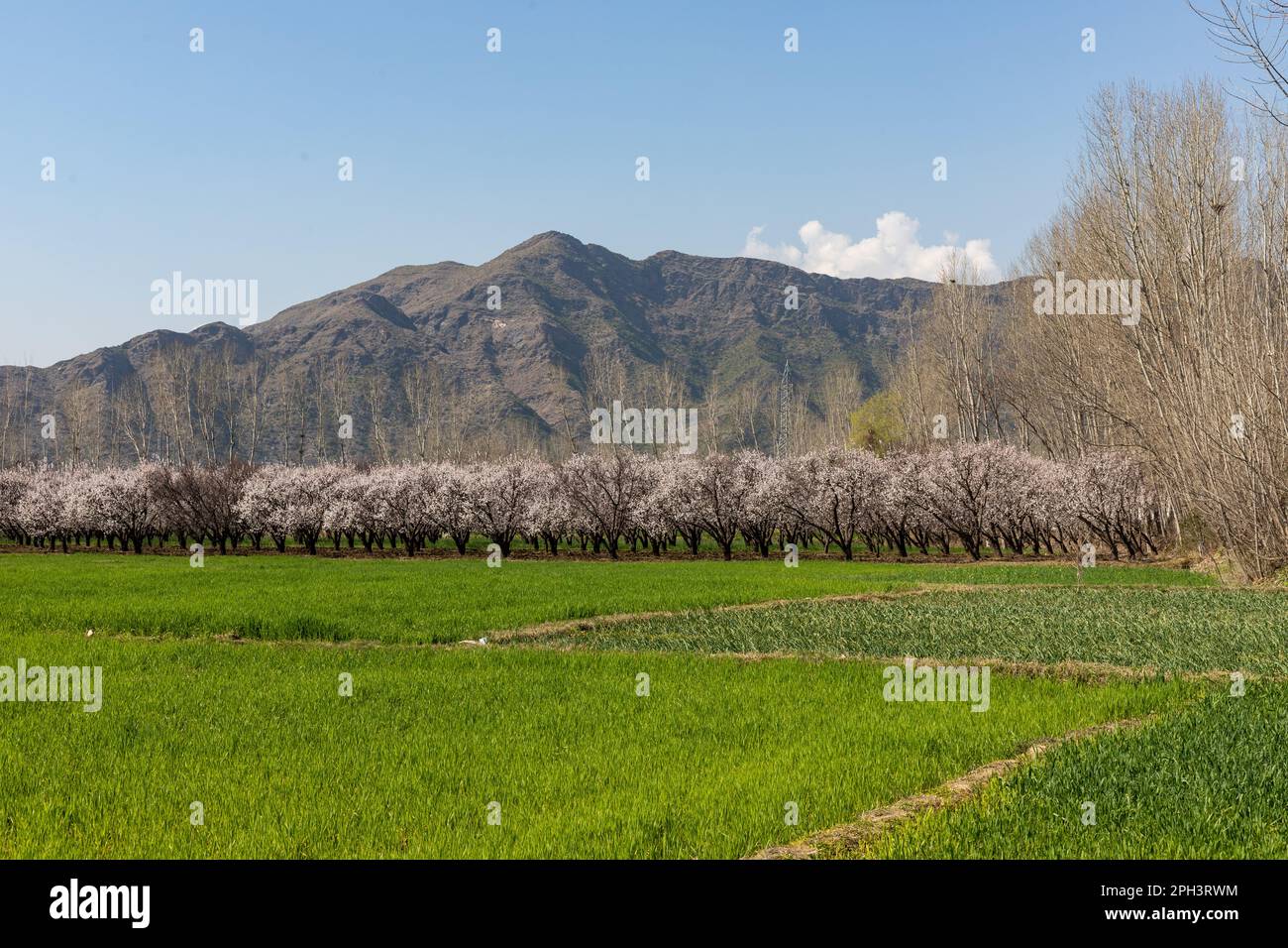 Tree plantation pakistan hi-res stock photography and images - Alamy